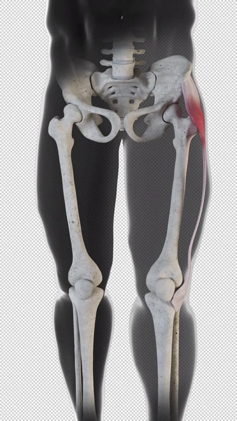 Tensor Fasciae Latae Muscle Movement Fro... | Stock Video | Pond5