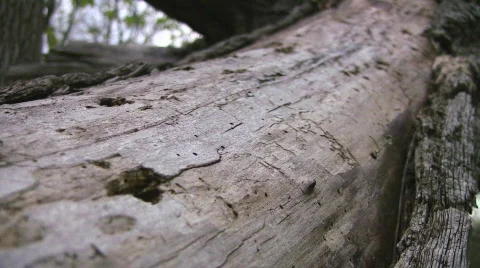 Termite holes along dead tree | Stock Video | Pond5