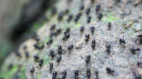 Termites Crawling | Stock Video | Pond5