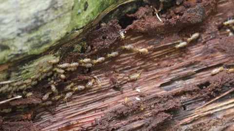 Audio Log In Stock Videos – Royalty-Free HD & 4K Videos | Pond5