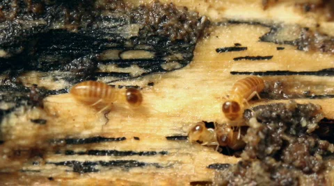 Termites in a rotting log | Stock Video | Pond5