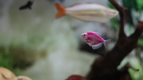 Ternetia pink aquarium fish swims in an ... | Stock Video | Pond5
