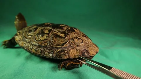 Moulting Molting Stock Footage ~ Royalty Free Stock Videos | Pond5