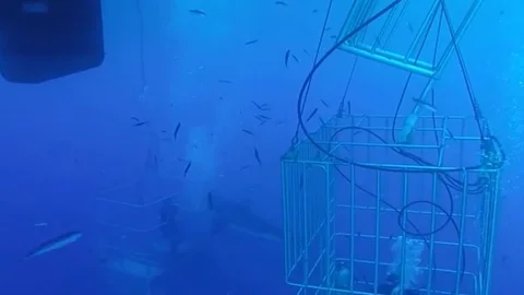 Terrifying moment great white breaks int... | Stock Video | Pond5