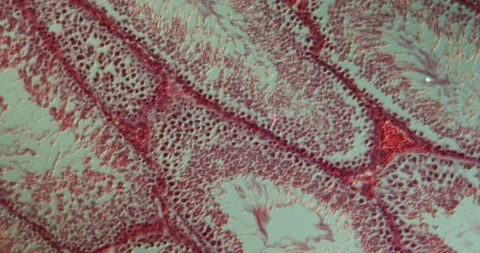 Testis of the rat in cross section | Stock Video | Pond5