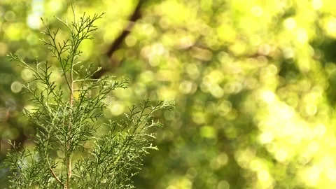 Evergreen Logo Stock Video Footage | Royalty Free Evergreen Logo Videos ...