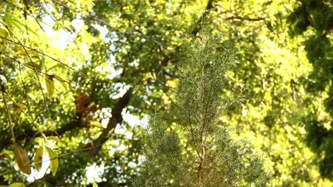 Tetraclinis (arar, araar or Sictus tree)... | Stock Video | Pond5