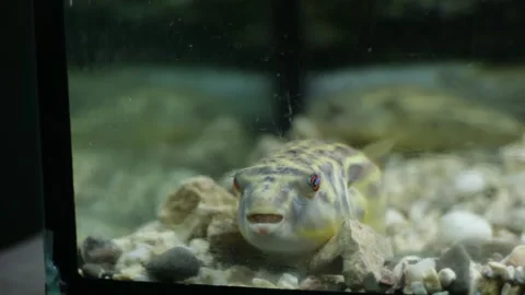 Tetraodon lineatus poisonous, Nile puffe... | Stock Video | Pond5