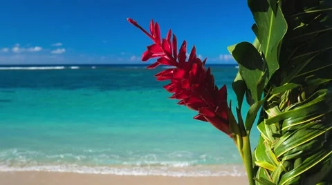 Teuila red flower agains beach on Samoa ... | Stock Video | Pond5