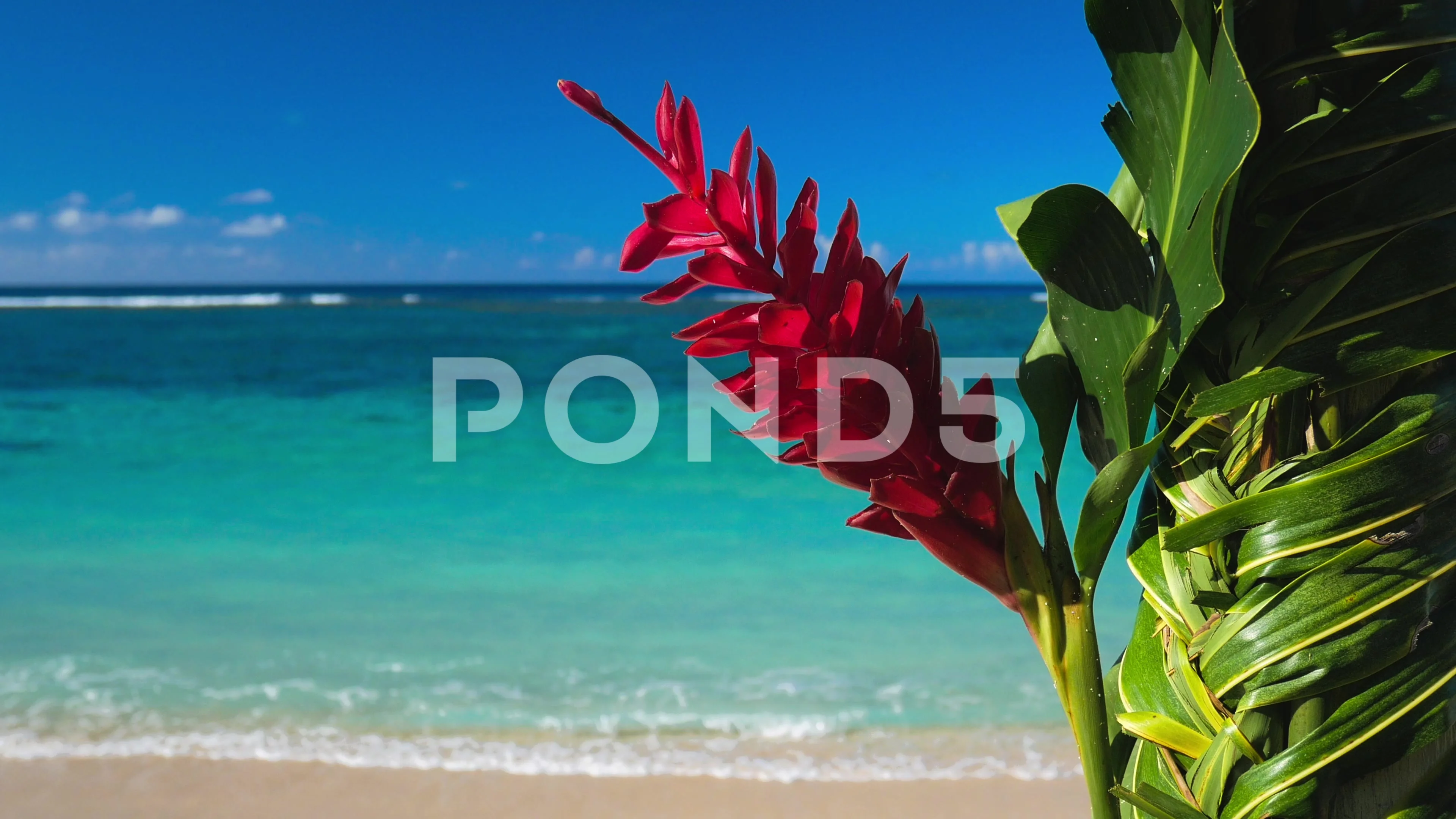 Samoan Teuila Flower | Best Flower Site