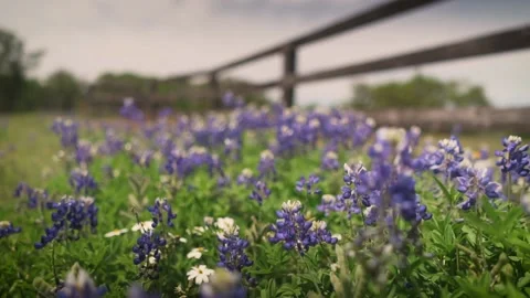 Teban Breeze Stock Videos – Royalty-Free HD & 4K Videos