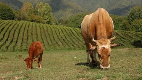 Longhorn Cattle Texas Stock Videos – Royalty-Free HD & 4K Videos | Pond5