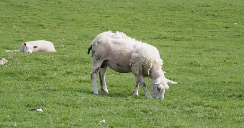 ? and Dale Stock Videos – Royalty-Free HD & 4K Videos