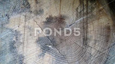 Texture and background of old tree stump top view ~ Premium Photo ...