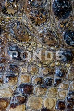 Texture background of Crocodile alligator skin. Closeup of real living ...