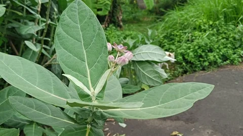 the texture of a Biduri flower that bloo... | Stock Video | Pond5