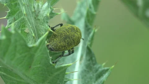 Chitin Texture Stock Video Footage | Royalty Free Chitin Texture Videos ...