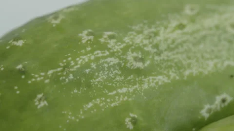 Texture of cucumber peel 4K sliding vide... | Stock Video | Pond5