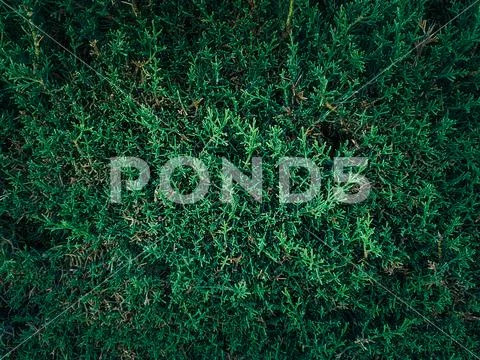 Photograph: Texture grass. Pattern texture of leaves. Tropical leaves ...