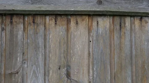 Wood Texture Log Stock Videos – Royalty-Free HD & 4K Videos | Pond5