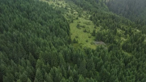 texture of green fir trees aerial top do... | Stock Video | Pond5