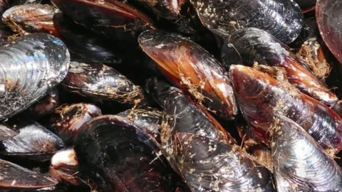 texture of mussels in the kitchen | Stock Video | Pond5