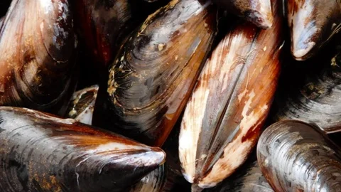 texture of mussels in the kitchen | Stock Video | Pond5