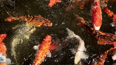 Koi Fish Texture Stock Footage ~ Royalty Free Stock Videos | Pond5
