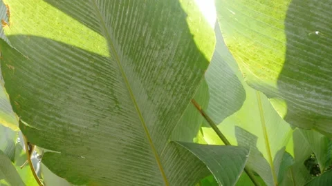 texture of the tropical tree leaves with... | Stock Video | Pond5