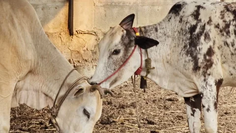 Thai brahman mixed breed cows are raised... | Stock Video | Pond5