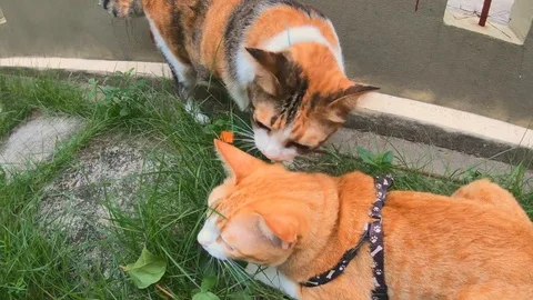 Cute Backgrounds Wallpaper Stock Videos – Royalty-Free HD & 4K Videos