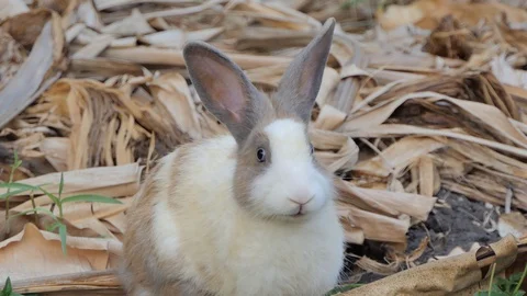 Thai domestic rabbit in nature. | Stock Video | Pond5