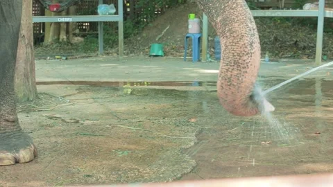 Thai Elephant Being Sprayed with Water o... | Stock Video | Pond5