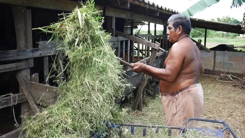 Thai fat man older work feeding food and... | Stock Video | Pond5