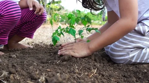 Thai little girl planting a tree at the ... | Stock Video | Pond5