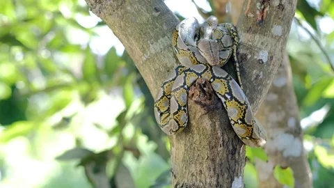 Python Head Stock Footage ~ Royalty Free Stock Videos | Pond5