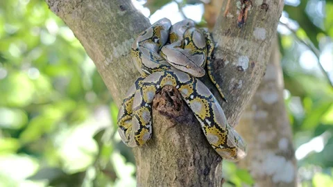 Python Head Stock Footage ~ Royalty Free Stock Videos | Pond5