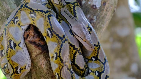 Python Head Stock Footage ~ Royalty Free Stock Videos | Pond5