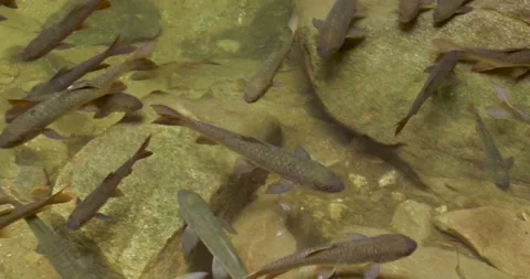 Thailand Catfish-like Soro Brook Carp Fi... | Stock Video | Pond5