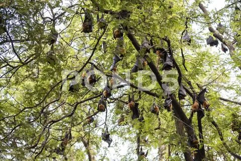 THAILAND CHACHOENGSAO WAT PHO BANG KHLA BAT ~ Hi Res #265776188
