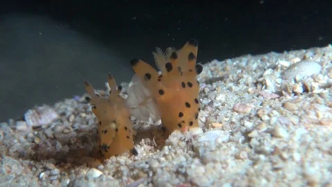 thecacera pacifica mating | Stock Video | Pond5