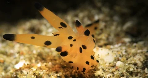 Thecacera sp.1 Nudibranch Sea Slug Under... | Stock Video | Pond5
