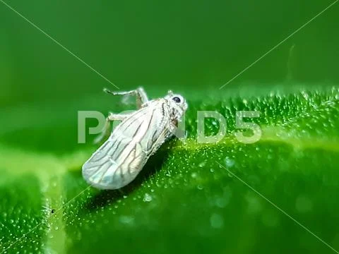 There is a white insect dead on the green leaves and a green background ...