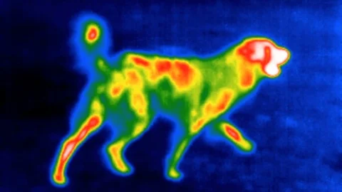 Body Camera Images Stock Videos – Royalty-Free HD & 4K Videos