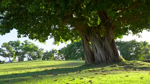 Thick trunk of the big tree. Long roots ... | Stock Video | Pond5