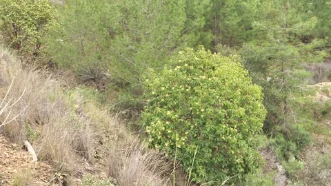 Thick vegetation and forest in Beydağla... | Stock Video | Pond5