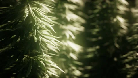 Marijuana Field Stock Videos – Royalty-Free HD & 4K Videos | Pond5