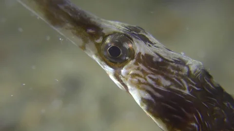 Thickly snouted pipefish (Syngnathus var... | Stock Video | Pond5