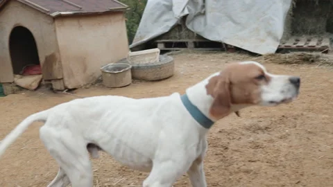 A thin dog of the hound breed, running a... | Stock Video | Pond5