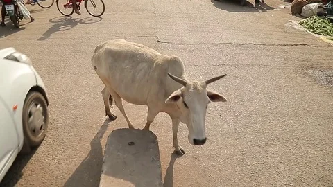 Skinny India Stock Video Footage | Royalty Free Skinny India Videos | Pond5